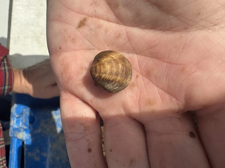 North Fork Polar Bears and Back to the Bays seed 130,000 clams in Cedar ...