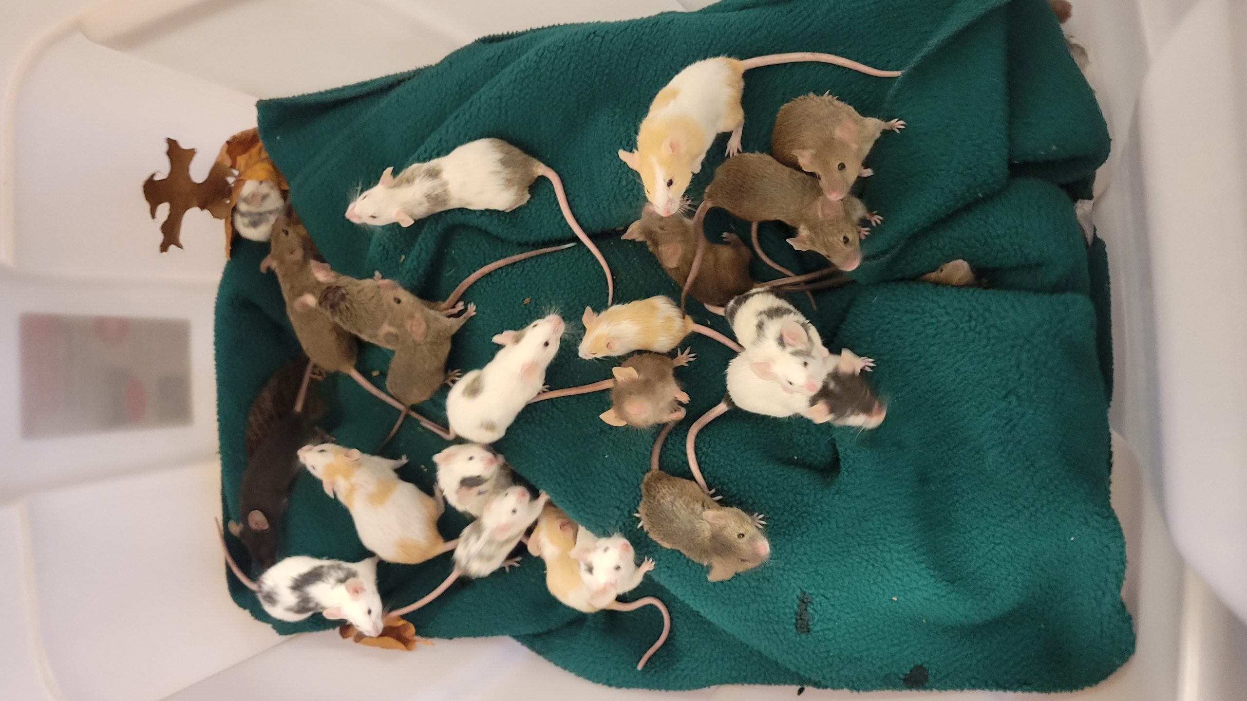 Of Mice & Menace: Cops, animal league rescue dozens of mice tossed down ...